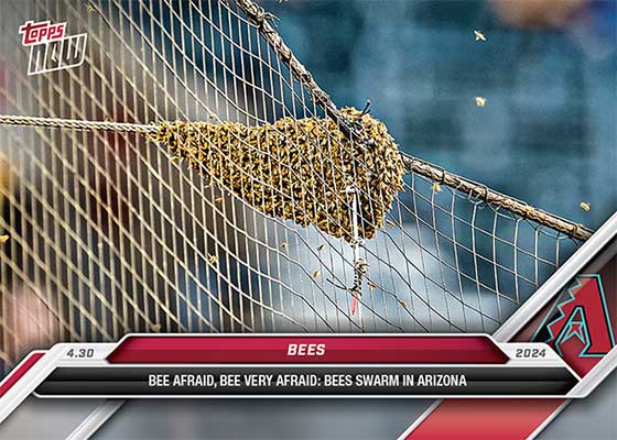 Beekeeper Matt Hilton Gets Topps Baseball Cards, Autographs